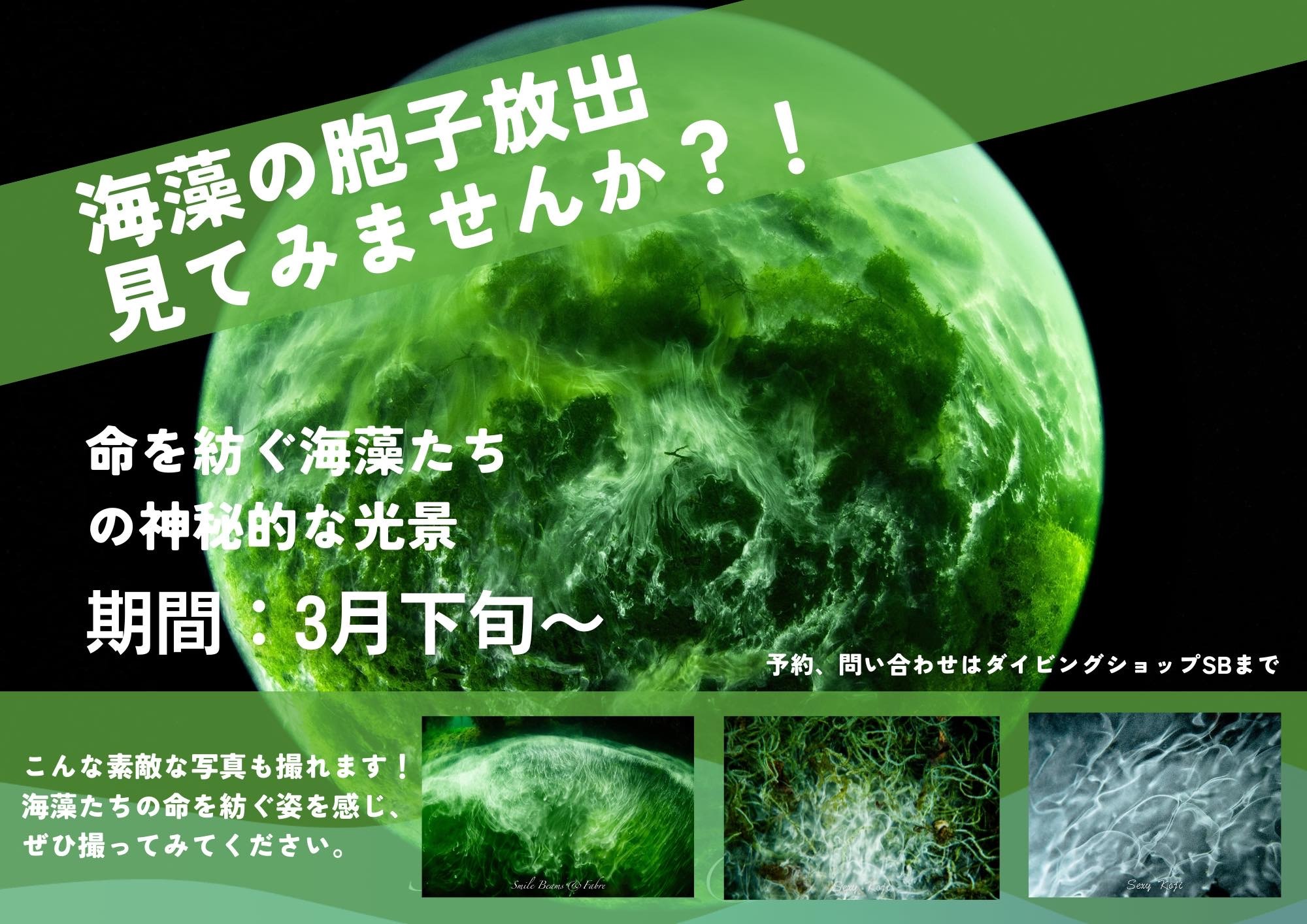 翻弄！: 鹿児島のダイビングショップSBのブログ